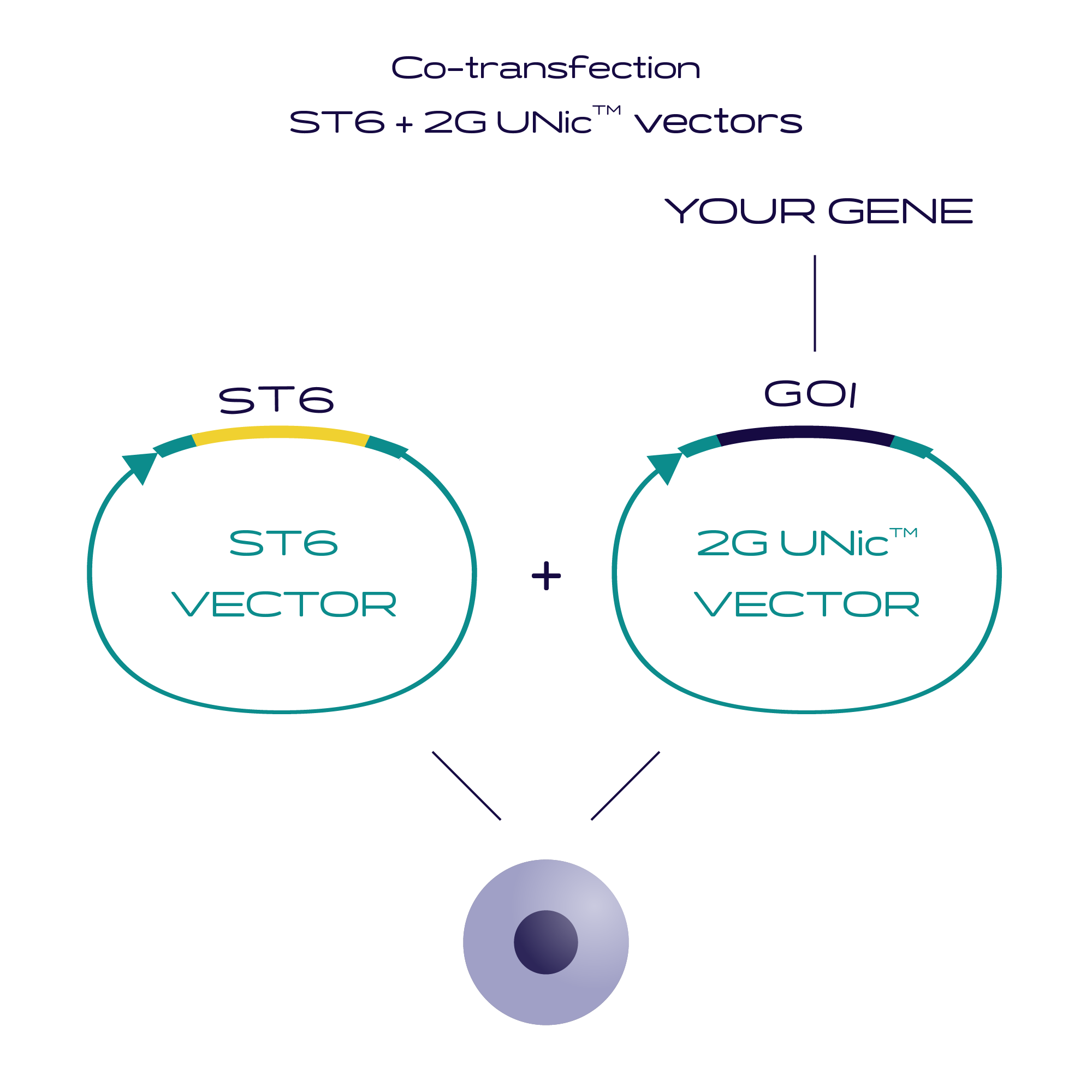 ST6 Sialyation - ProteoNic BioSciences