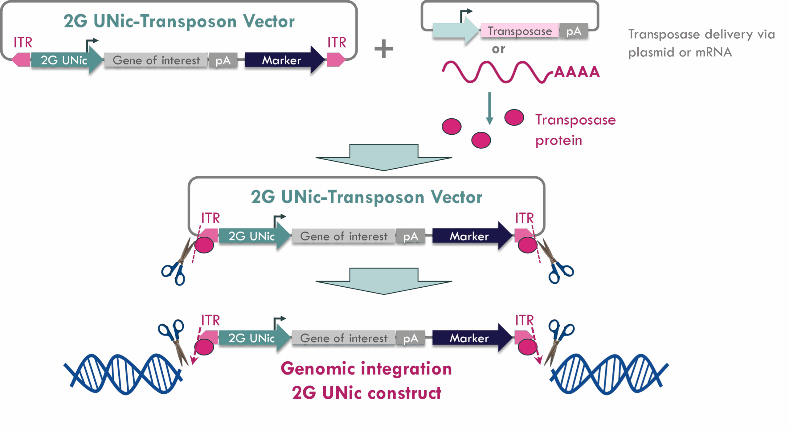2G UNic Transposon Technology - ProteoNic BioSciences